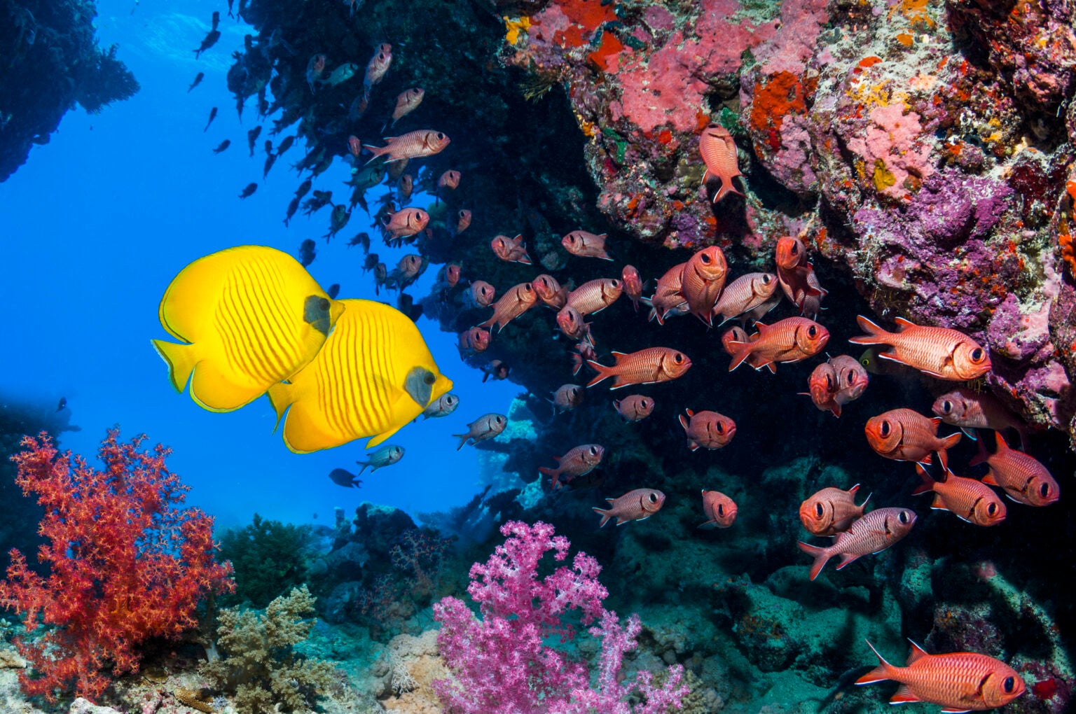 Offshore wind farms could turn the tide for ocean biodiversity