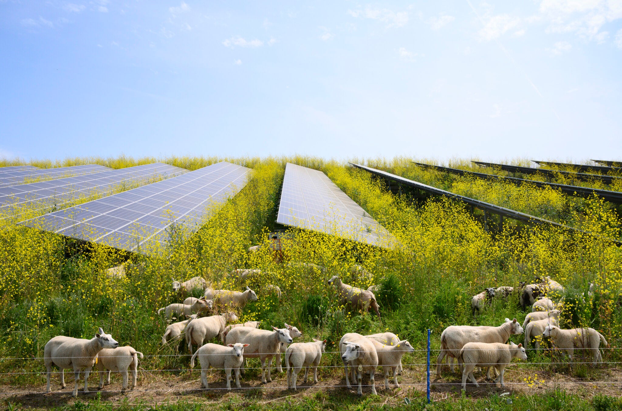 Agrivoltaic farming: can it solve the food and energy crisis?