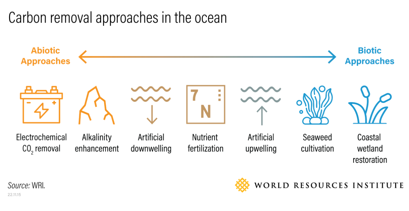 Blue carbon: Do oceans hold the key to carbon removal?
