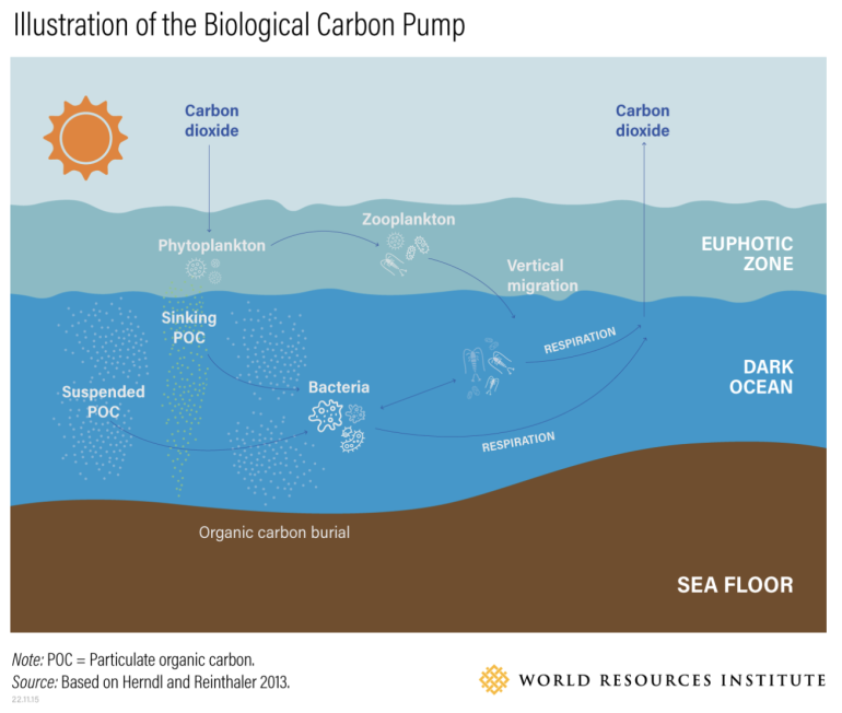 Blue carbon: Do oceans hold the key to carbon removal?