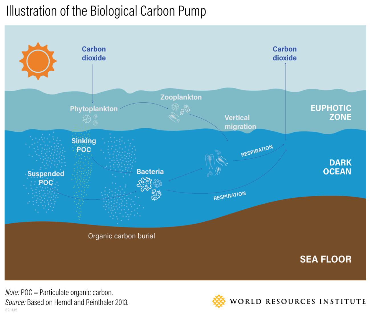 Blue carbon: Do oceans hold the key to carbon removal?
